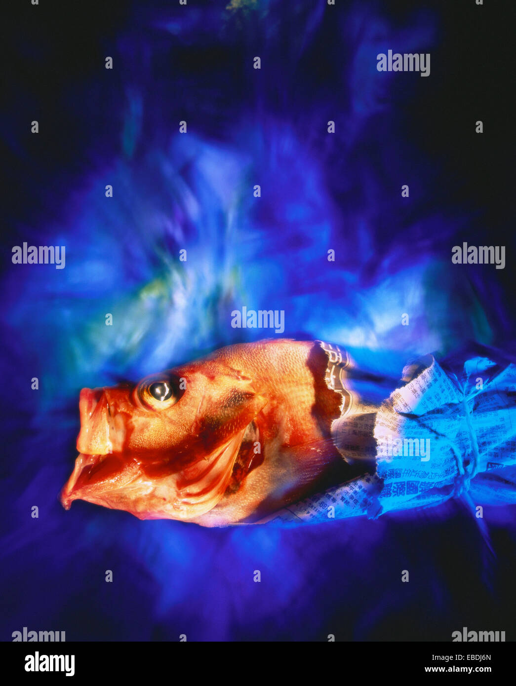 Fish profile picture High Resolution Stock Photography and Images - Alamy