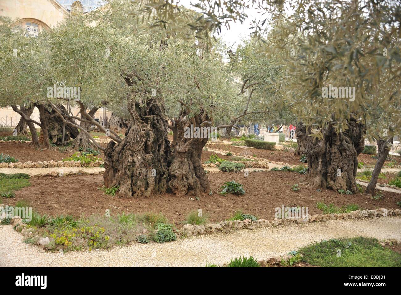 Israel Jerusalem Mount of Olives Garden of Gethsemane Stock Photo - Alamy