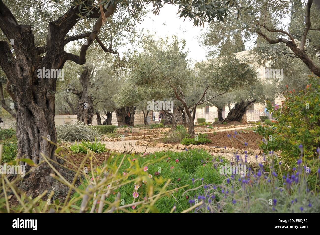 Mount of olives and the garden of gethsemane hi-res stock photography ...