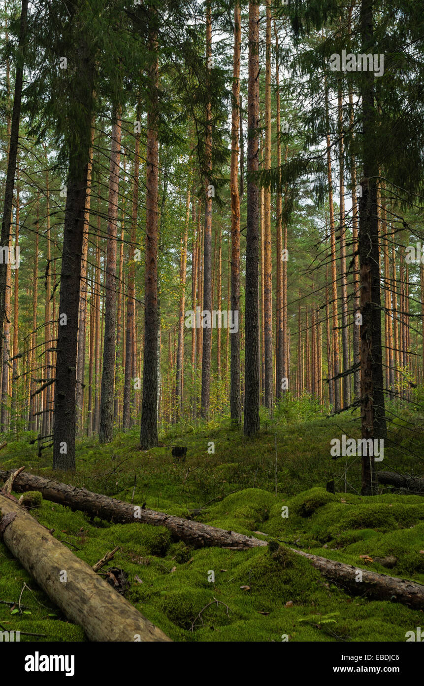 Forest landscape with pines and fir-trees Stock Photo - Alamy