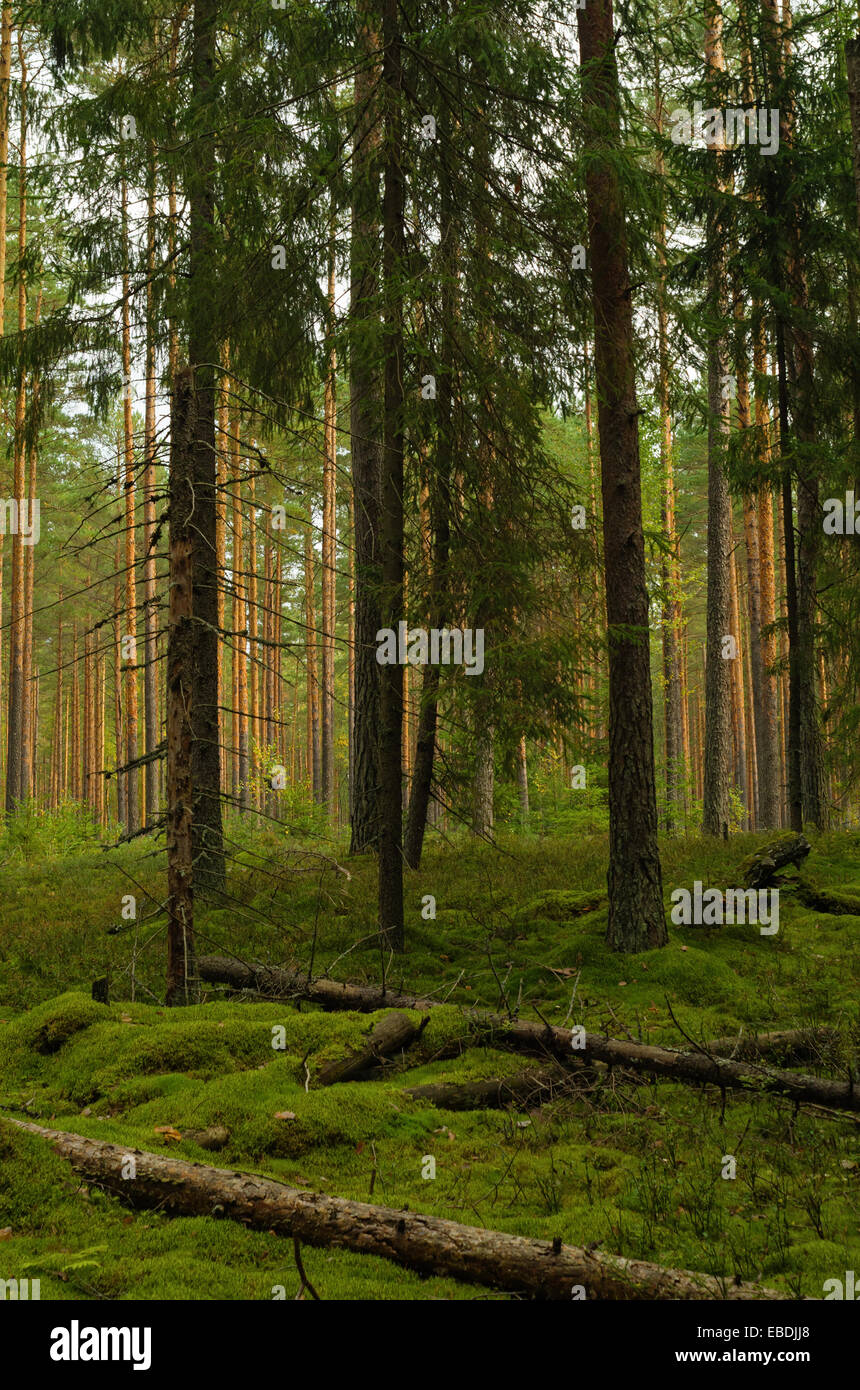 Forest landscape with pines and fir-trees Stock Photo - Alamy