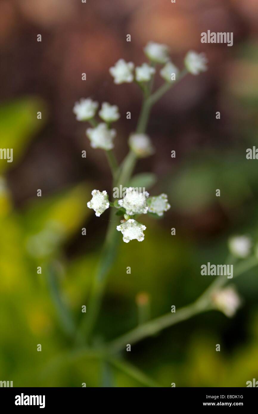 Parthenium hysterophorus congress grass hi-res stock photography and ...