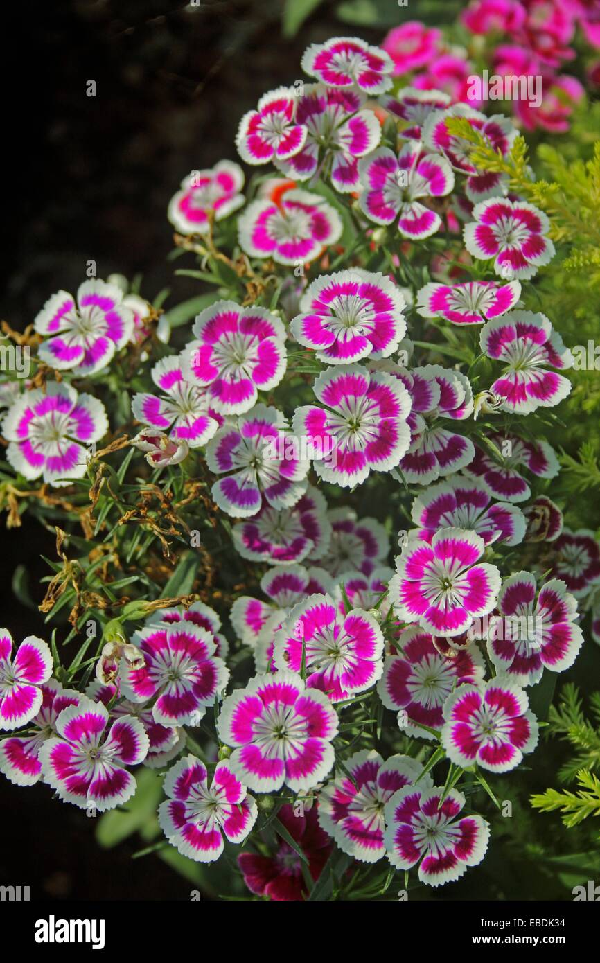 Sweet William, Dianthus barbatus Stock Photo - Alamy