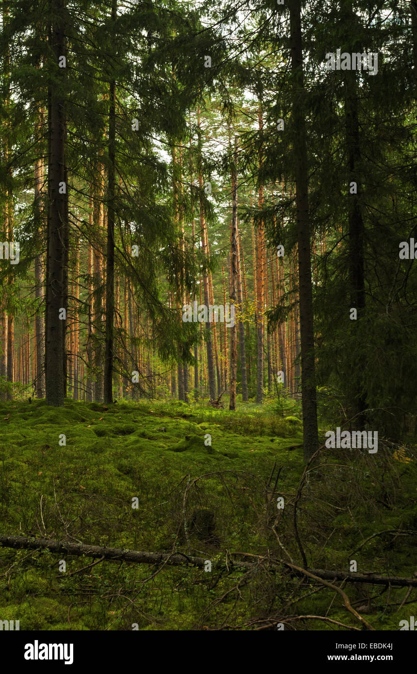 Forest landscape with pines and fir-trees Stock Photo - Alamy