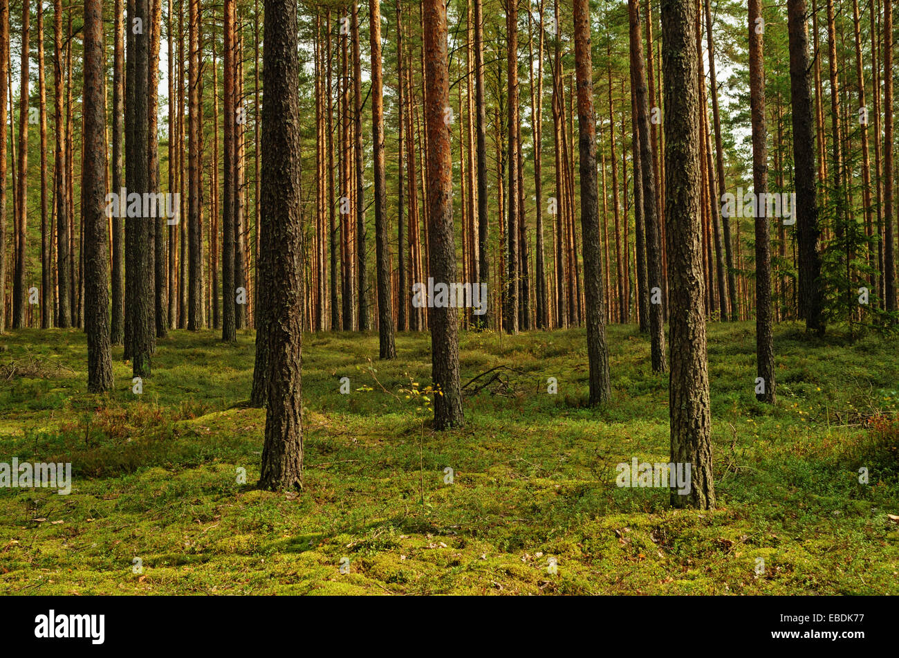 Pine forest landscape Stock Photo - Alamy