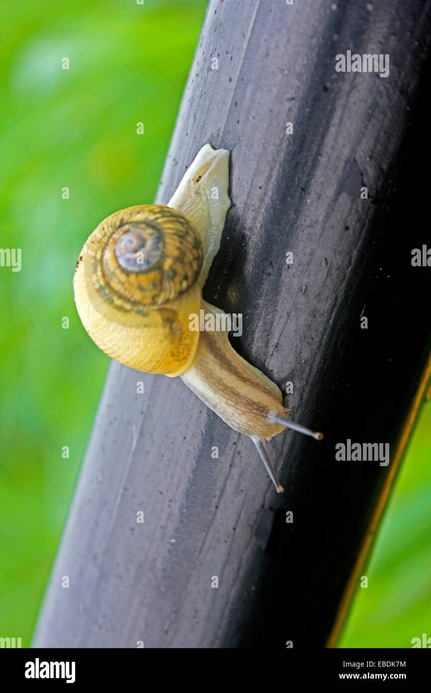 Helix Spp High Resolution Stock Photography and Images - Alamy