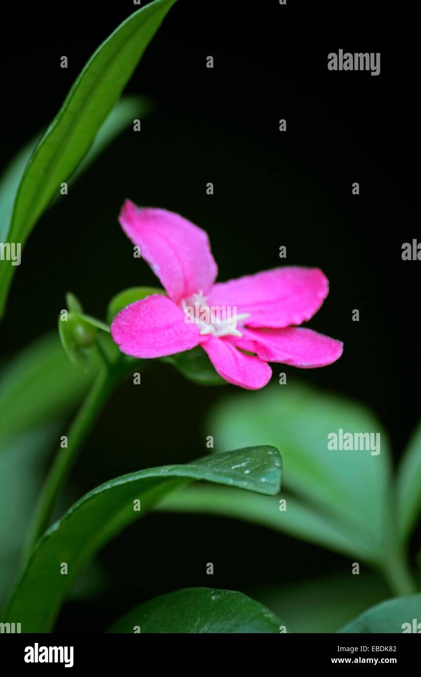 Ravenia Flower High Resolution Stock Photography and Images - Alamy