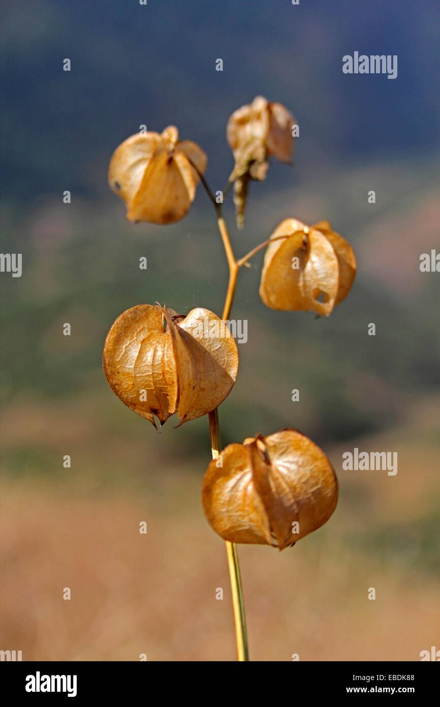 Nicandra hi-res stock photography and images - Alamy