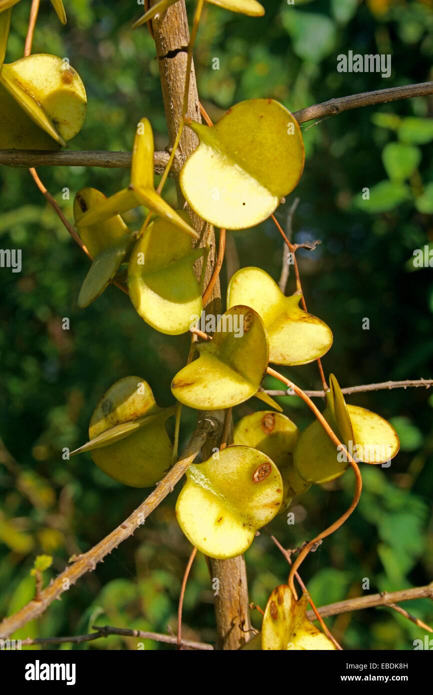 Dioscorea oppositifolia hi-res stock photography and images - Alamy