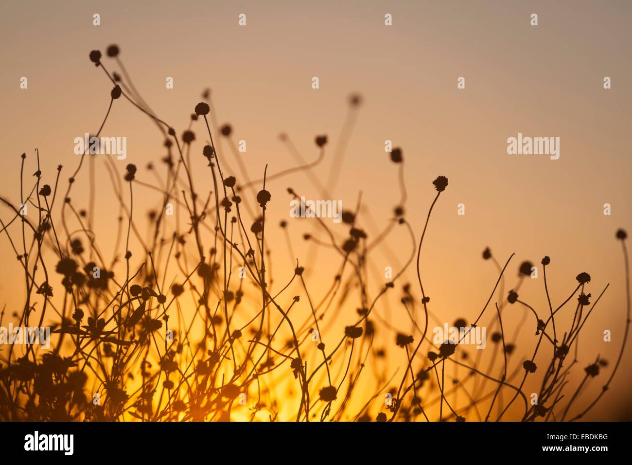 Captiva sunset hi-res stock photography and images - Alamy