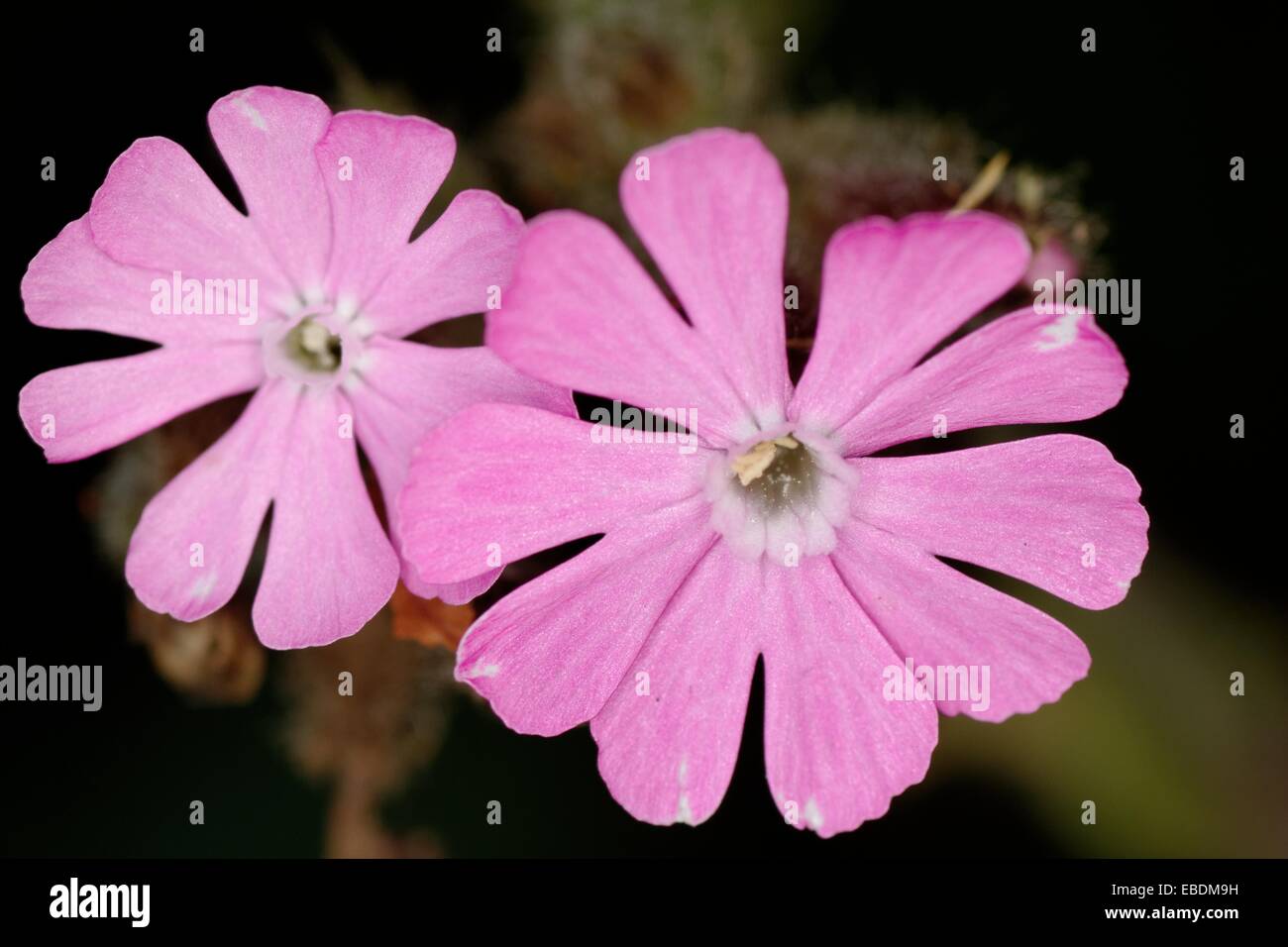 Alpine Red Campion, Silene dioica, Alps, France Stock Photo - Alamy