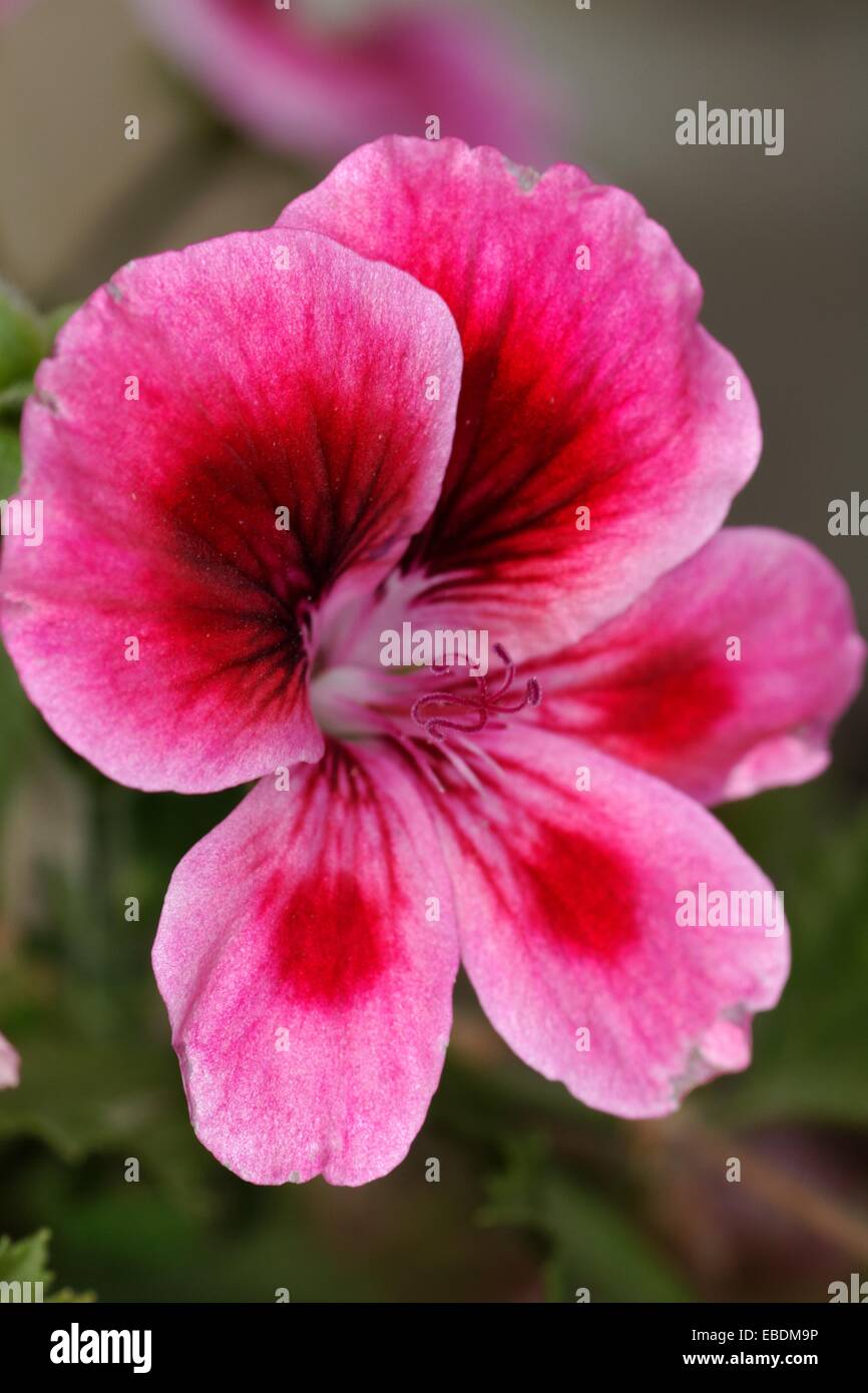 Regal geranium flower hi-res stock photography and images - Alamy