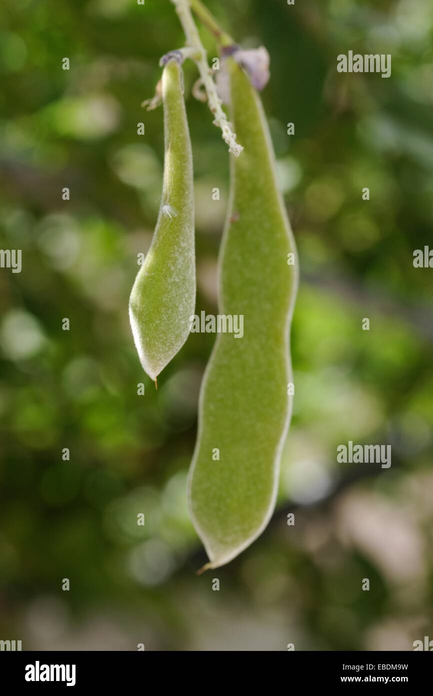 Wisteria Fruit High Resolution Stock Photography and Images - Alamy
