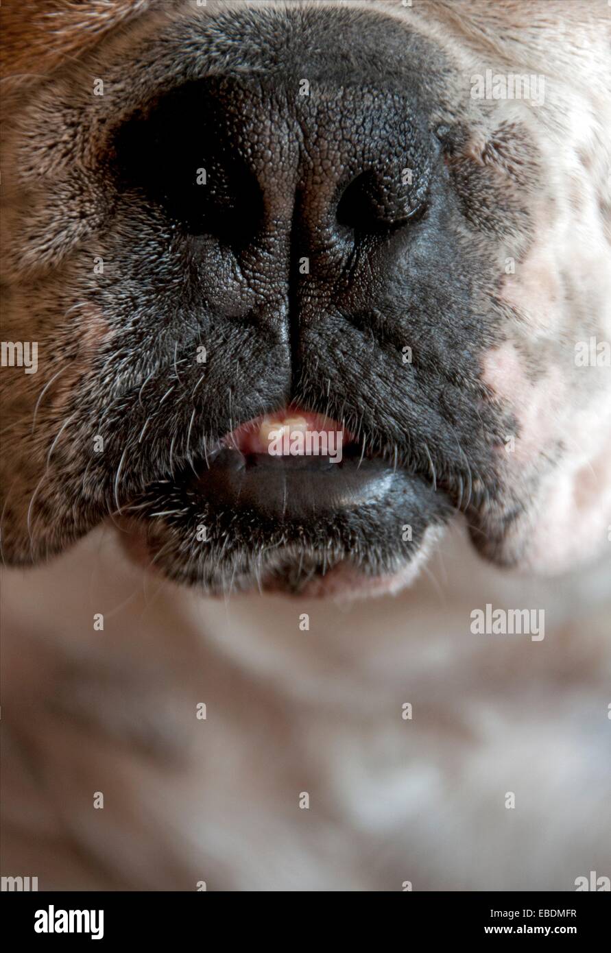 Wrinkled nose hi-res stock photography and images - Alamy