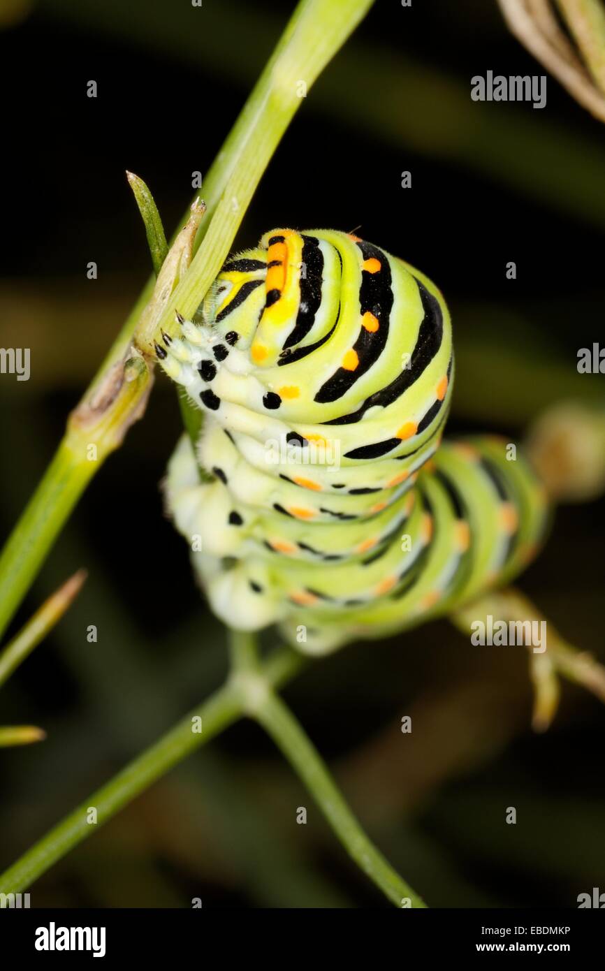 Caterpillar of the papilio machaon South of France Stock Photo - Alamy