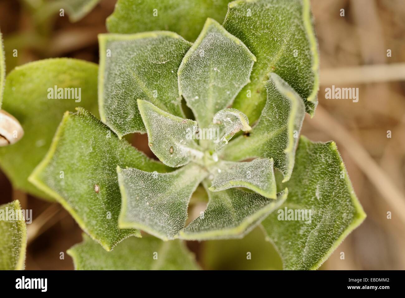 Echeveria setosa hi-res stock photography and images - Alamy
