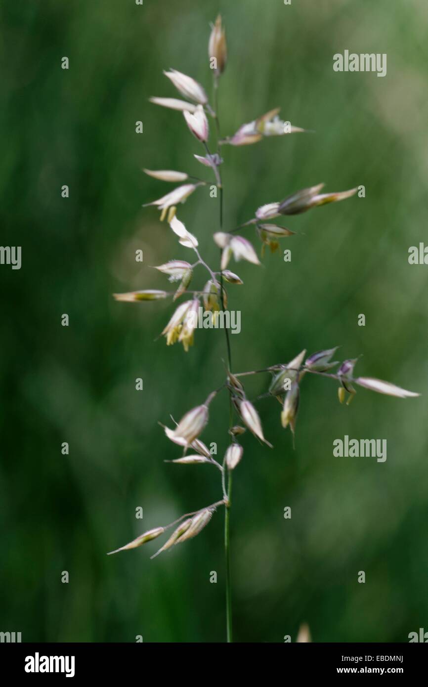 Racemose Inflorescence High Resolution Stock Photography and Images - Alamy