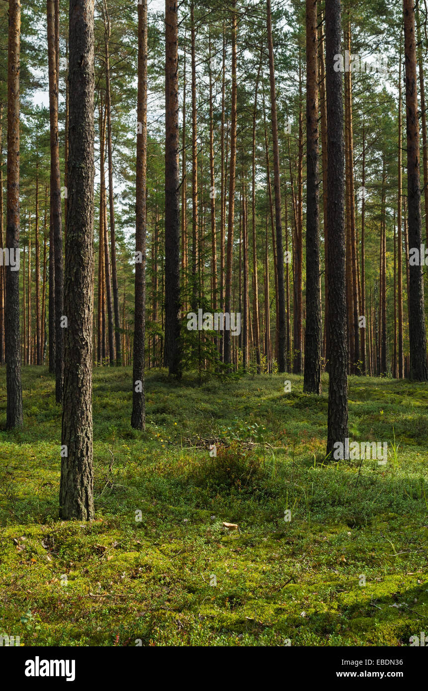 Pine forest landscape Stock Photo - Alamy