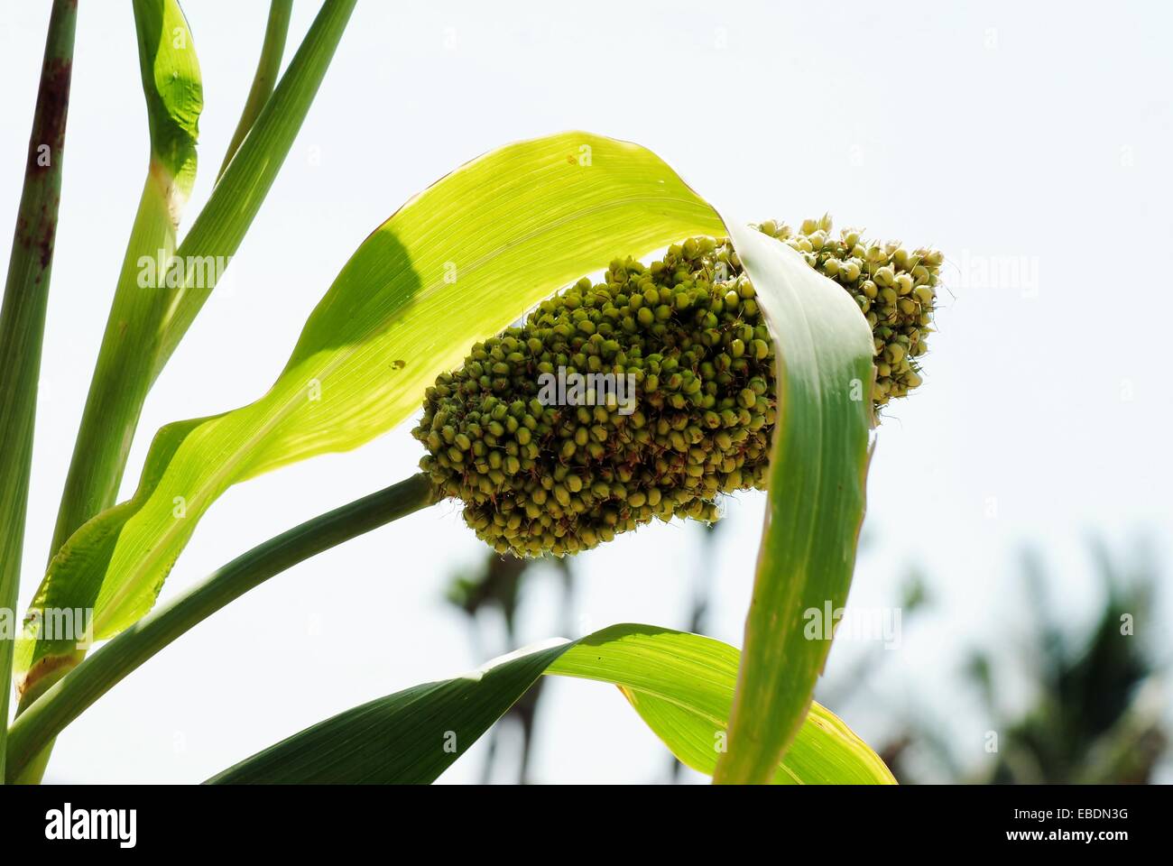 Jawar plant hi-res stock photography and images - Alamy