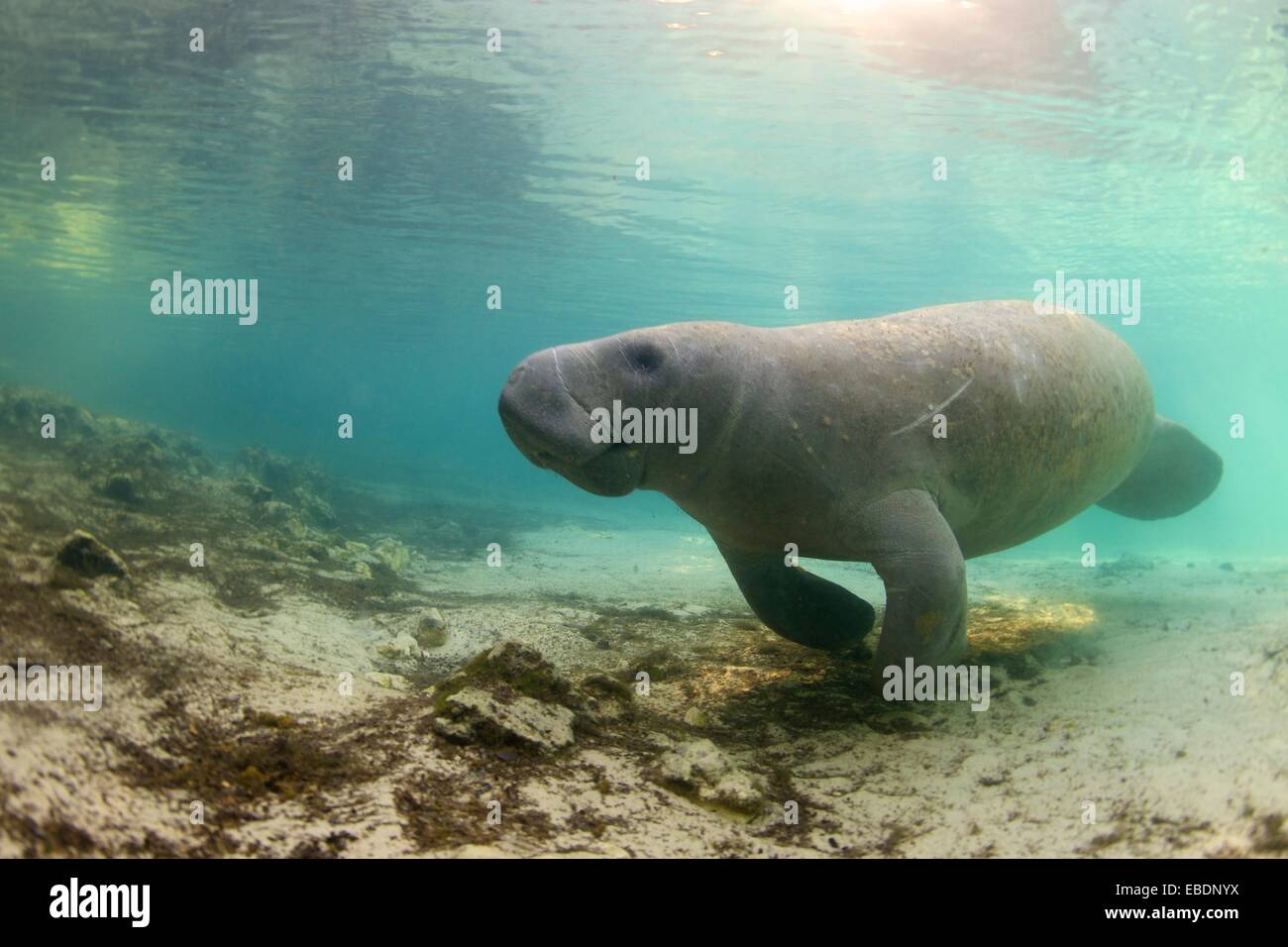 West Indian Manatee: Filmed on location at Crystal River National ...