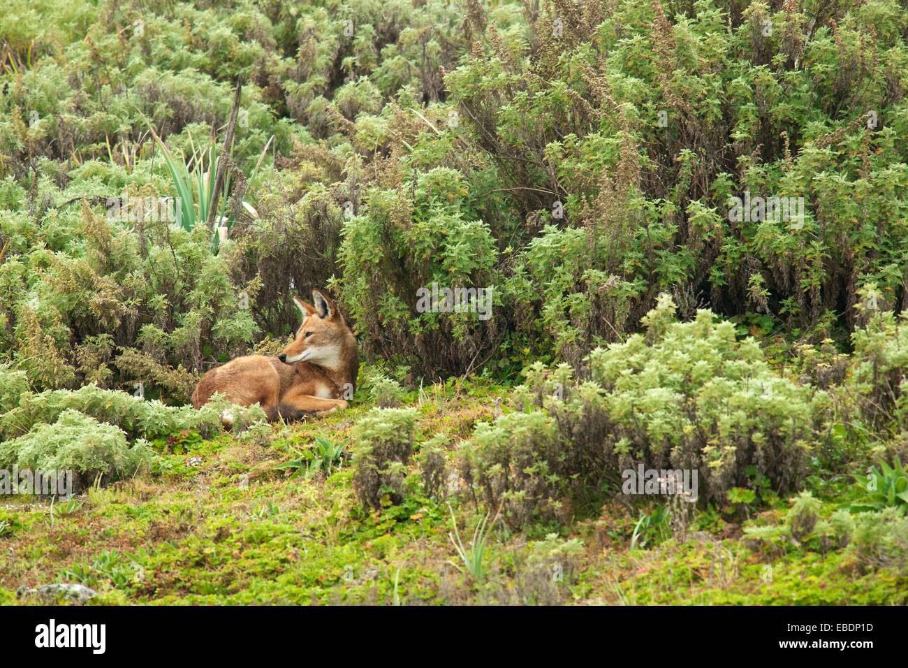Simien jackal ethiopian wolf canis hi-res stock photography and images ...