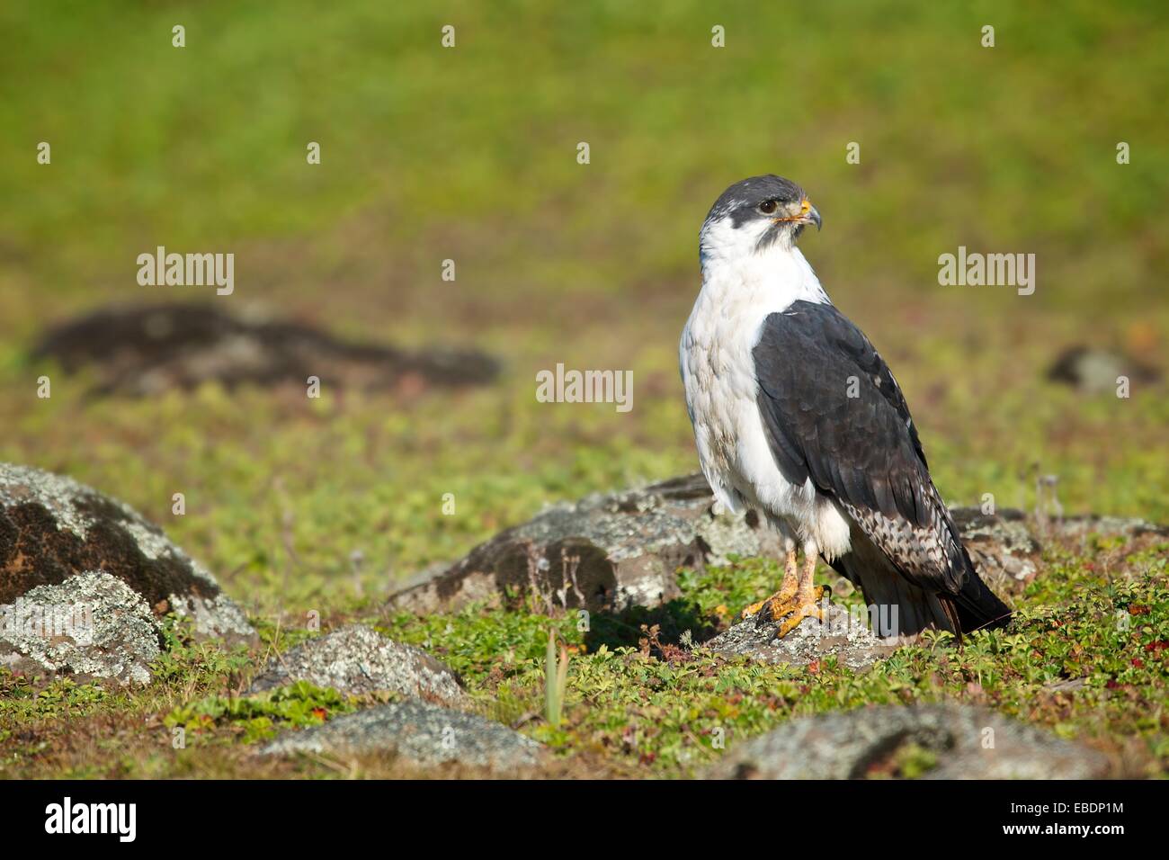 African mountain buzzard hi-res stock photography and images - Alamy