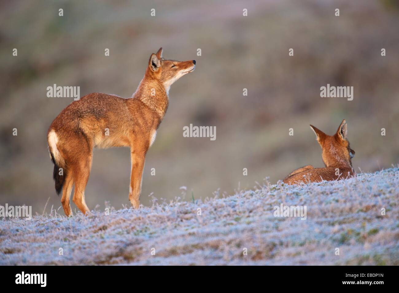 Ethiopian wolf stretching in the morning Stock Photo - Alamy