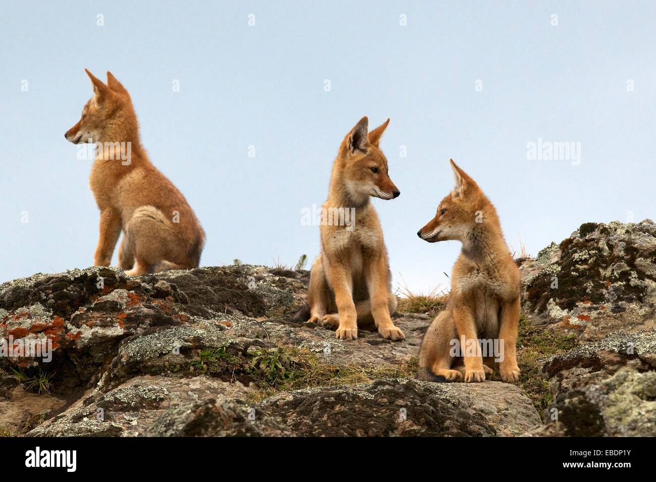 Ethiopian wolf canis simensis pups hi-res stock photography and images ...