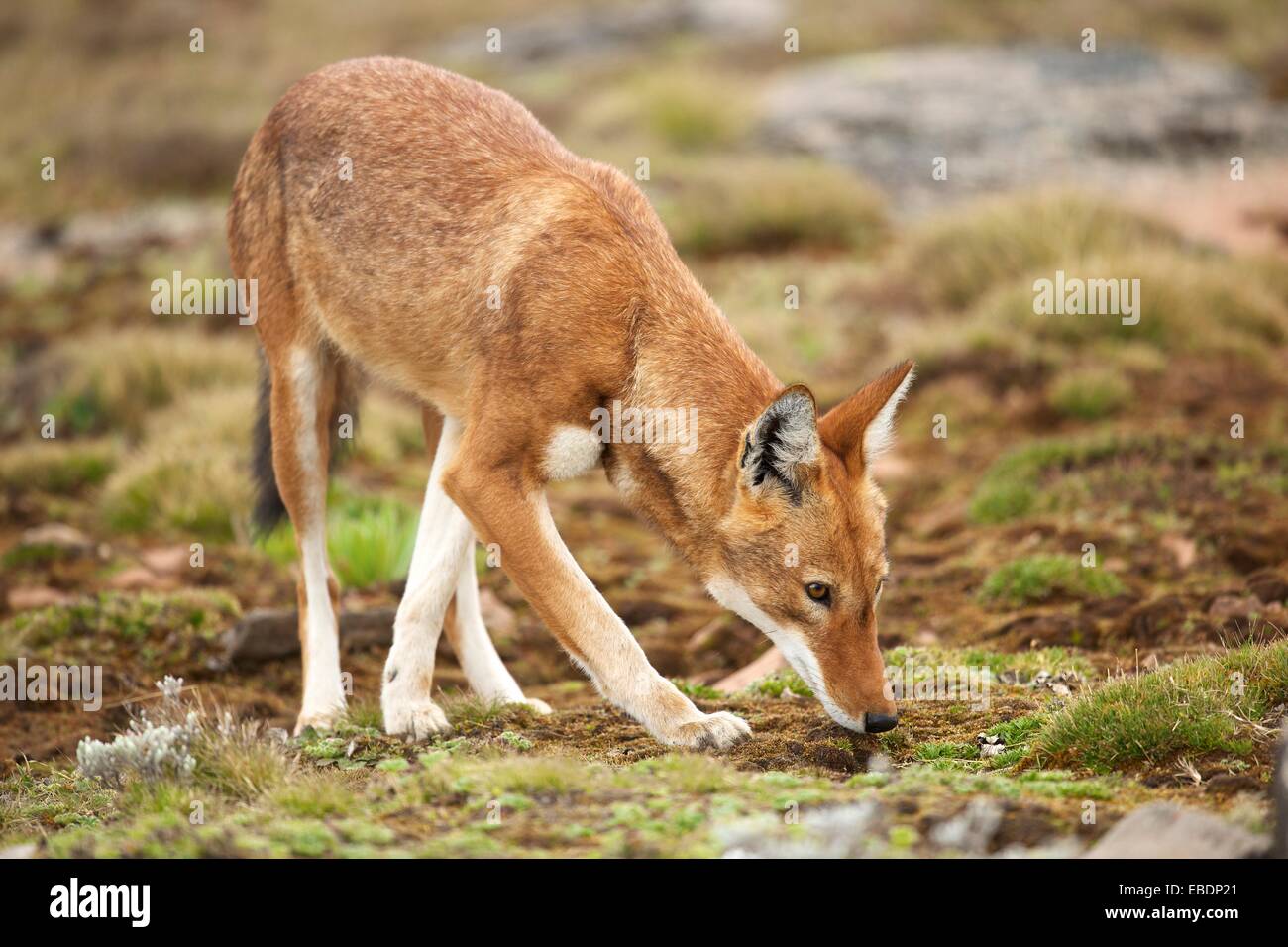 Wolf sniffing ground hi-res stock photography and images - Alamy