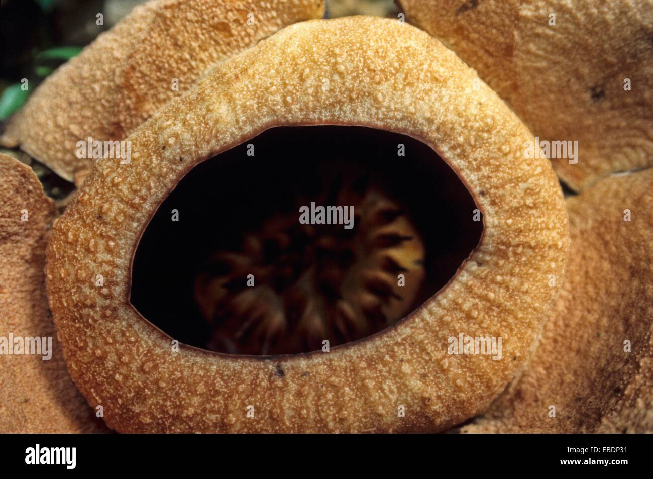 Rafflesia flower, parasitic plant, Prambanan, Java, Indonesia Stock ...