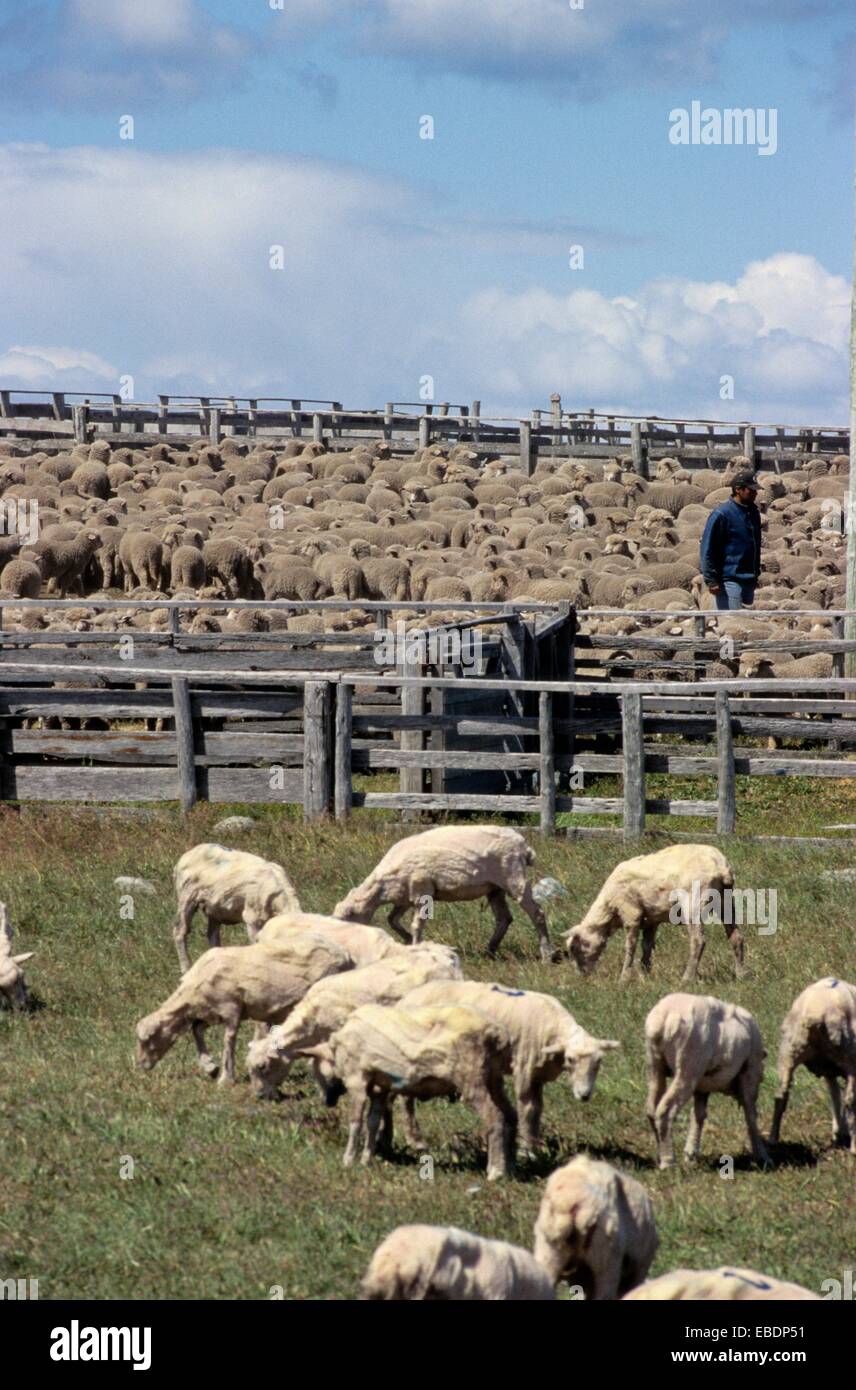 Before and after sheep shearing hi-res stock photography and images - Alamy