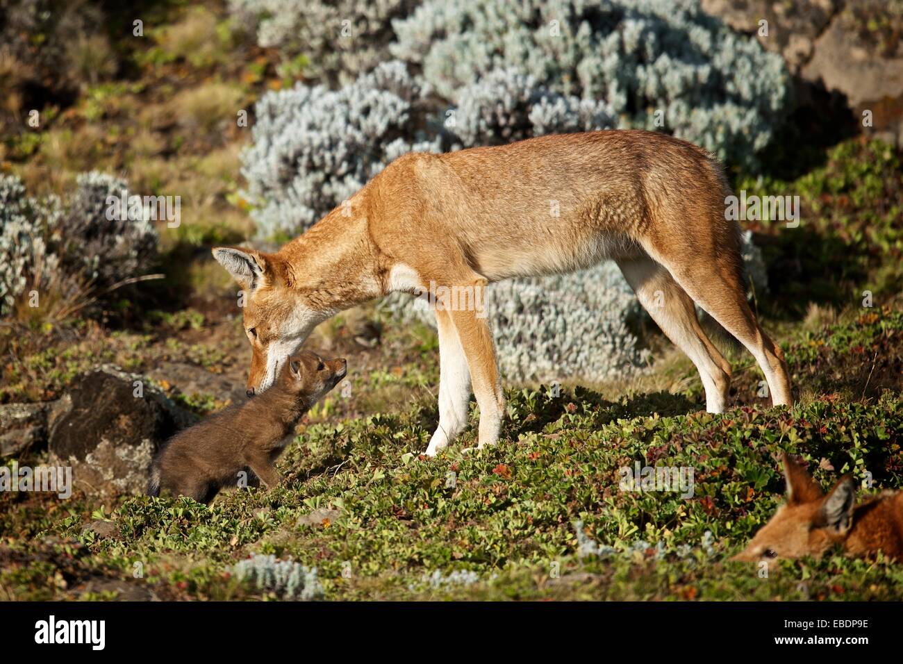 Ethiopian wolf parent bonding with young Stock Photo - Alamy