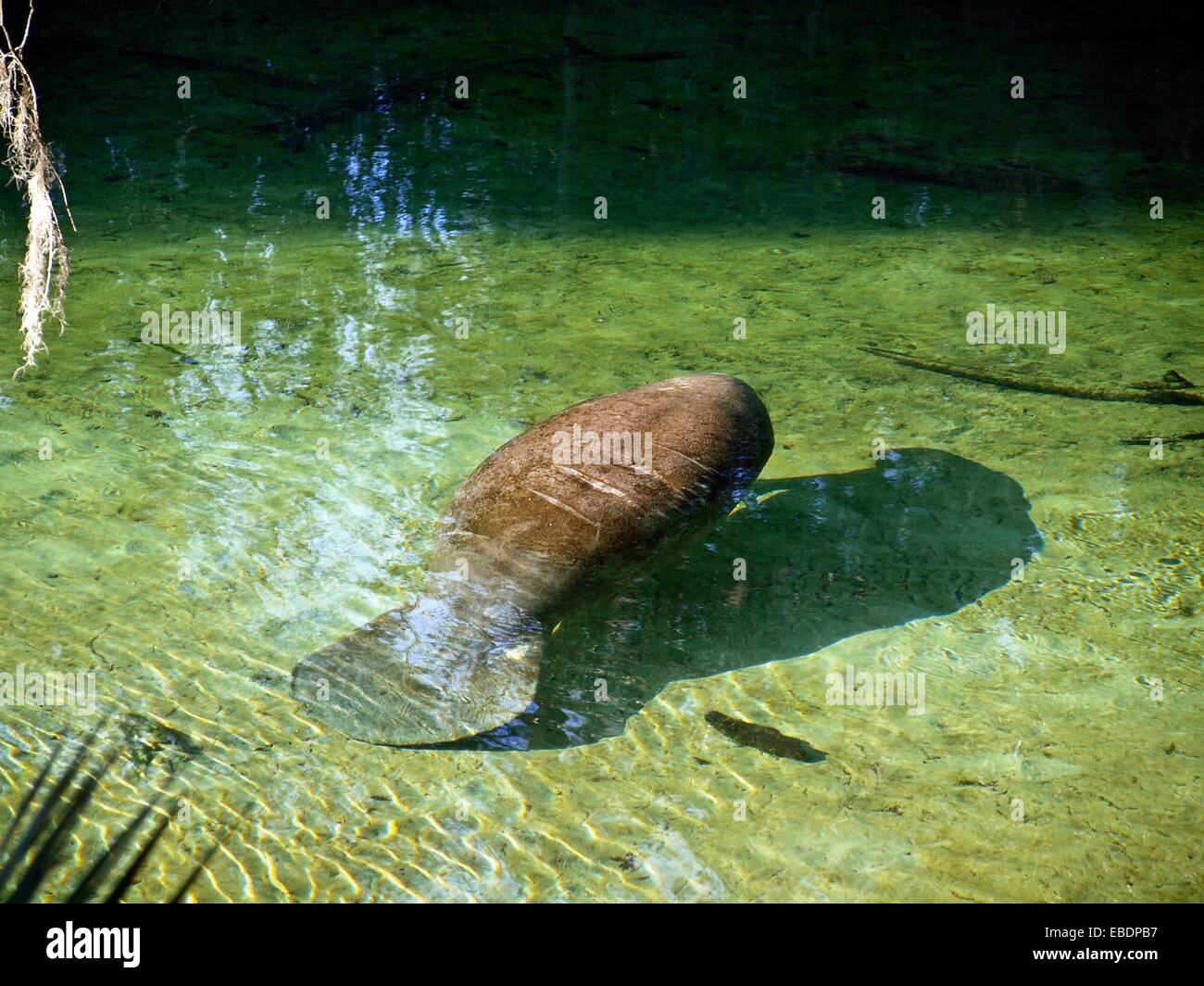 Blue spring state park florida, manatee hi-res stock photography and ...