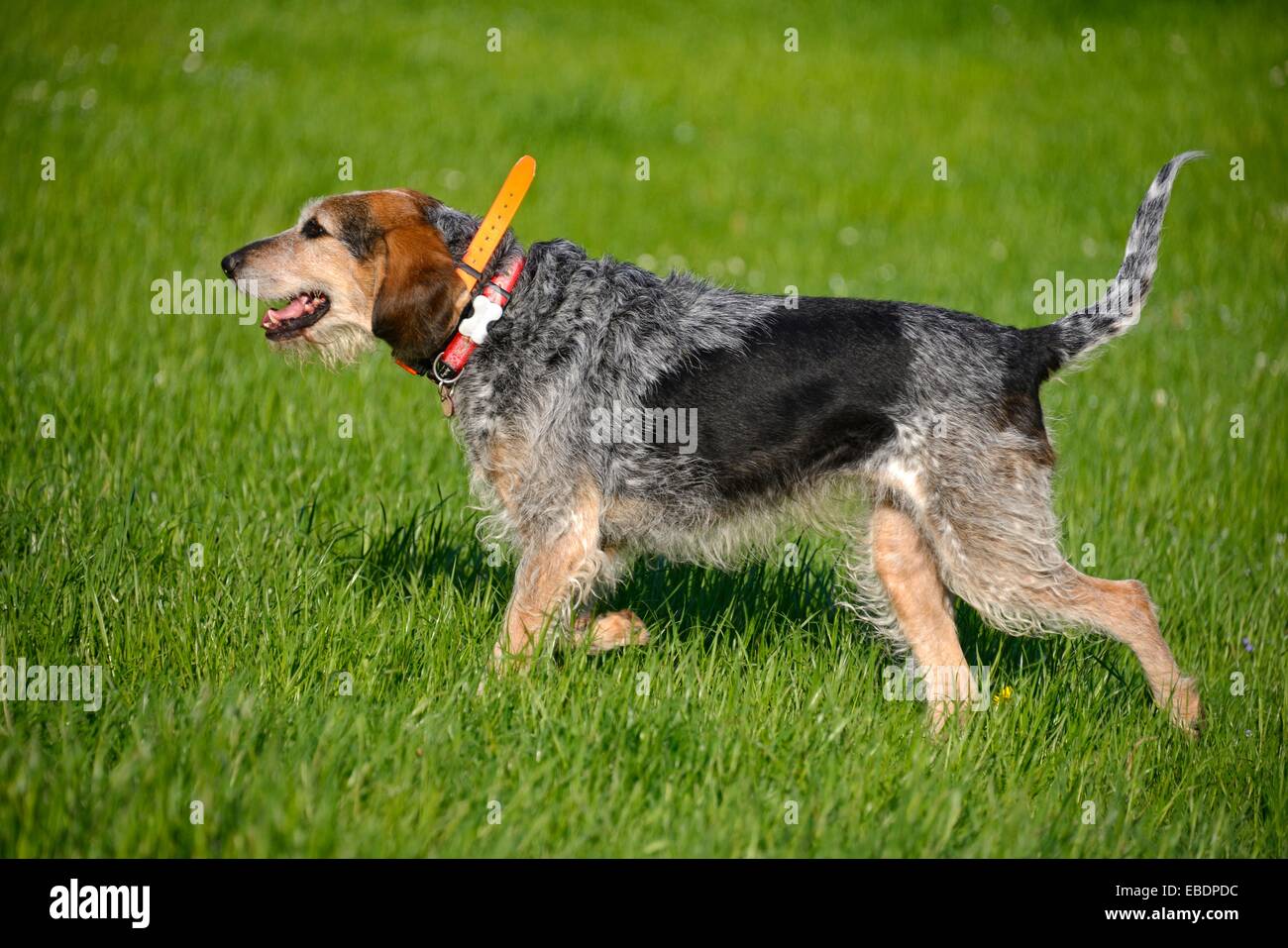Gascogne dog hi-res stock photography and images - Alamy