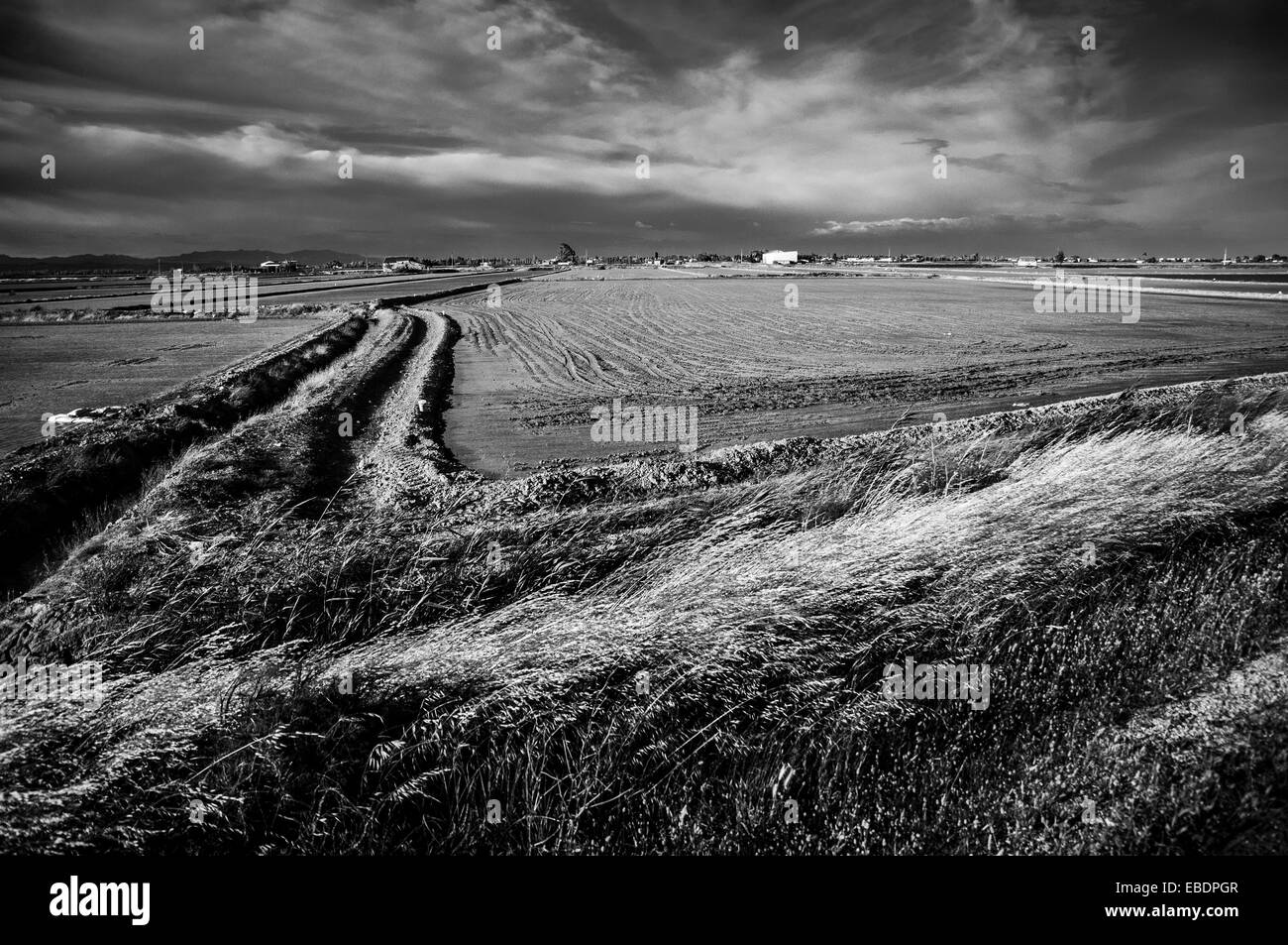 Rice Fields Black And White High Resolution Stock Photography and ...