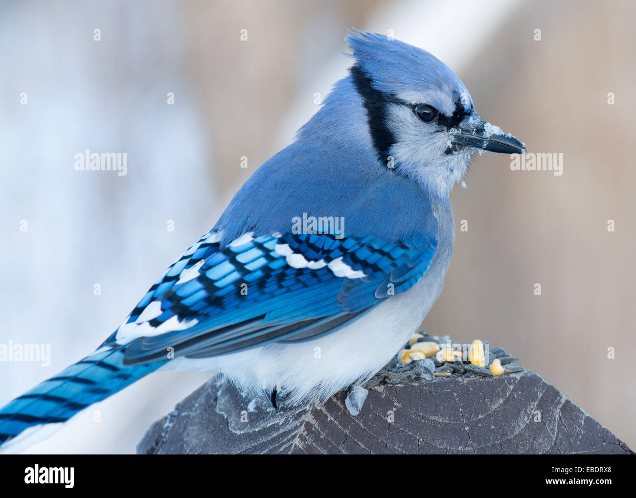 On a wood post hi-res stock photography and images - Alamy