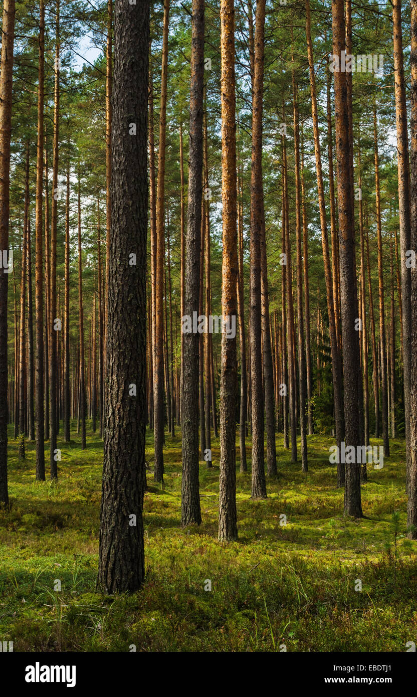Pine forest landscape Stock Photo - Alamy