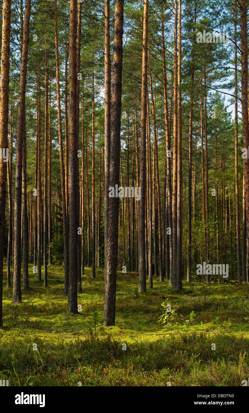 Pine forest landscape Stock Photo - Alamy