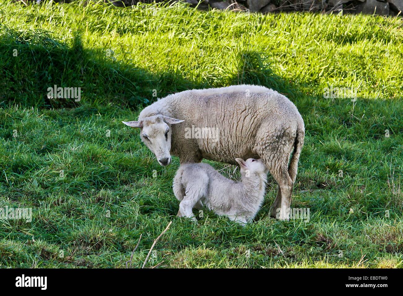 Field nursing hi-res stock photography and images - Alamy