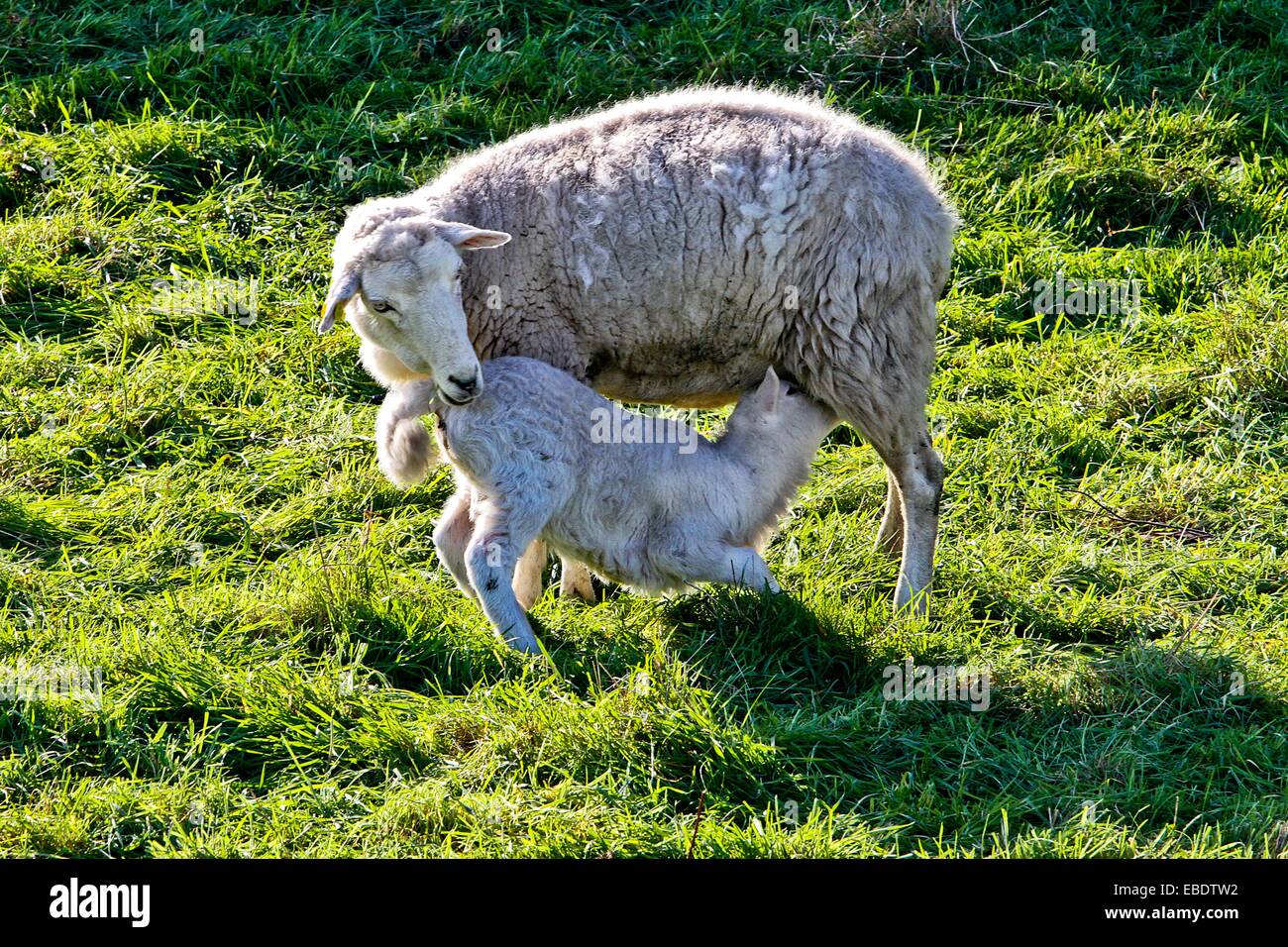 Field nursing hi-res stock photography and images - Alamy