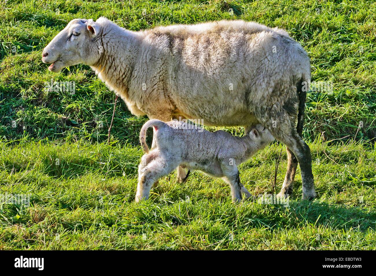 Field nursing hi-res stock photography and images - Alamy