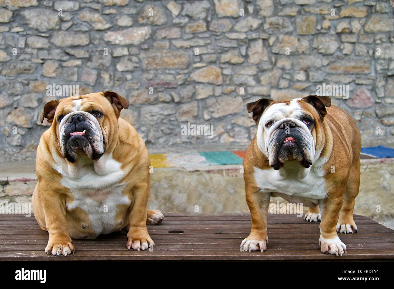 Two english bulldog hi-res stock photography and images - Alamy