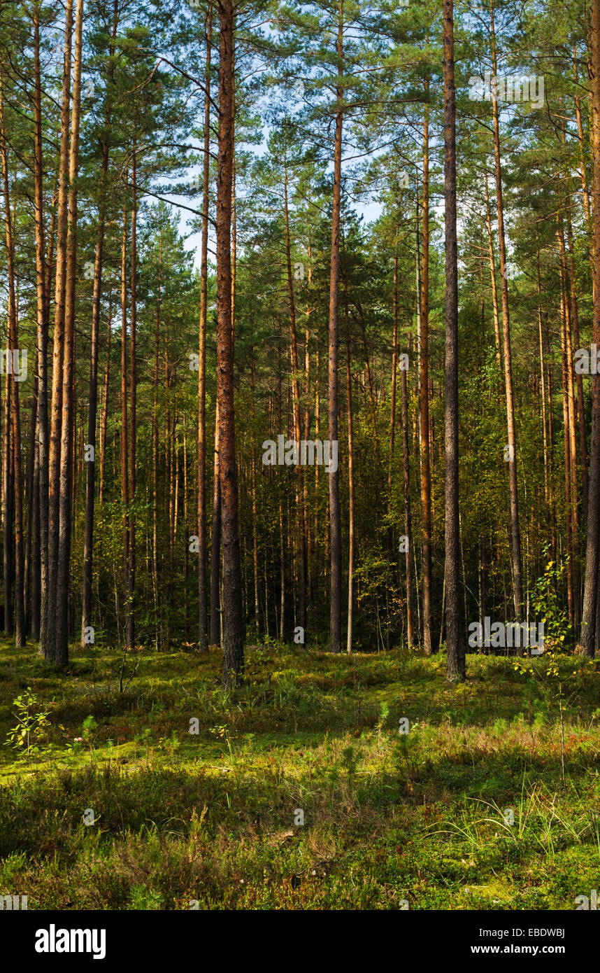 Pine forest landscape Stock Photo - Alamy