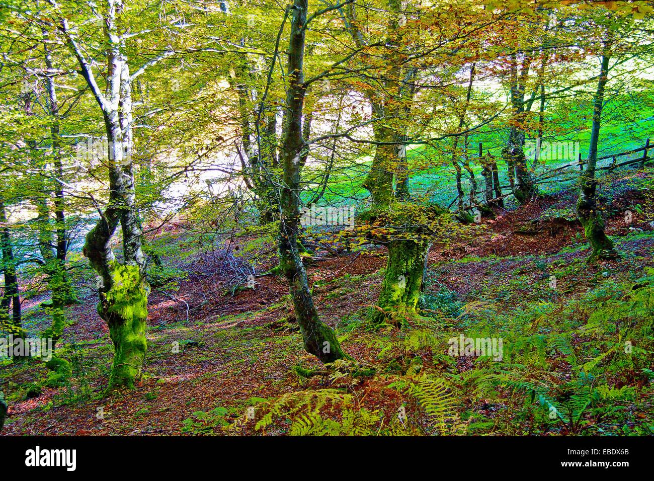 Ponga natural park asturias hi-res stock photography and images - Alamy