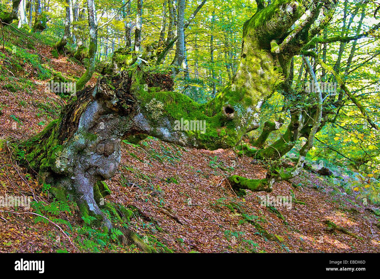 Ponga natural park asturias hi-res stock photography and images - Alamy
