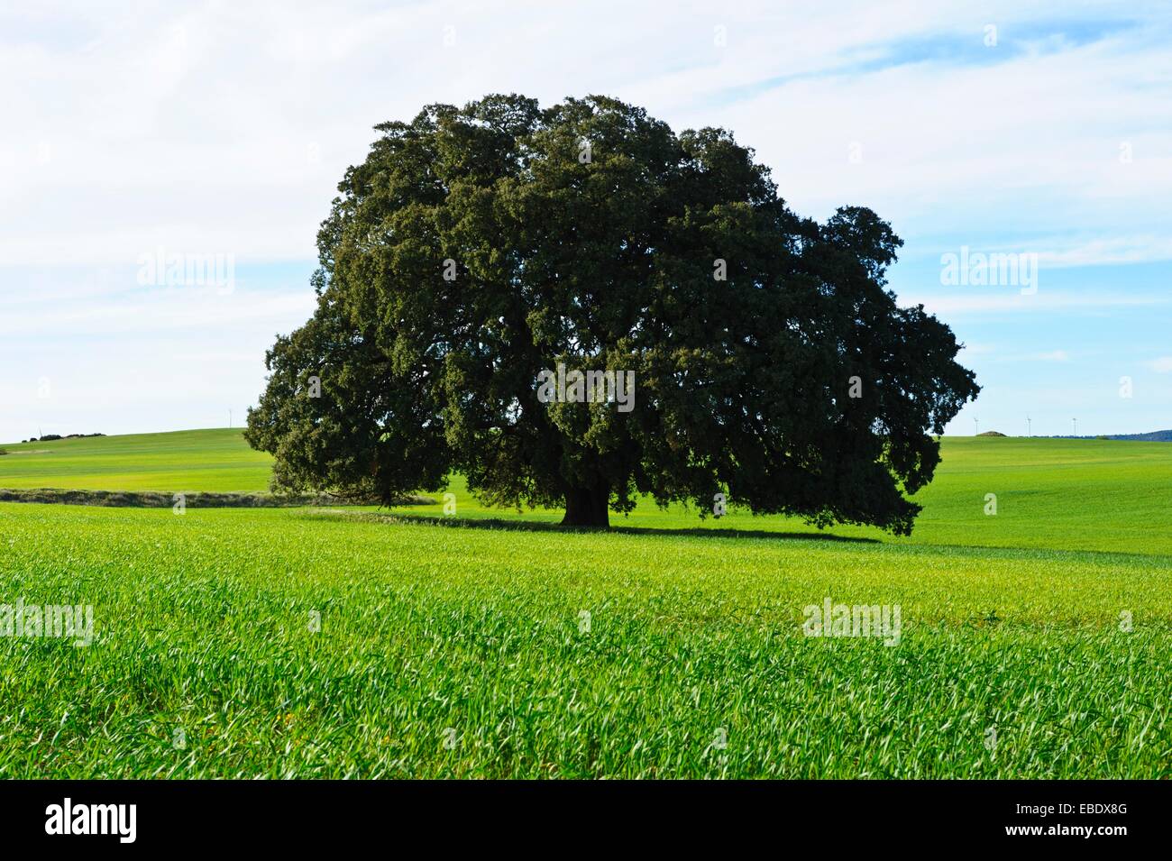Centenaria hi-res stock photography and images - Alamy