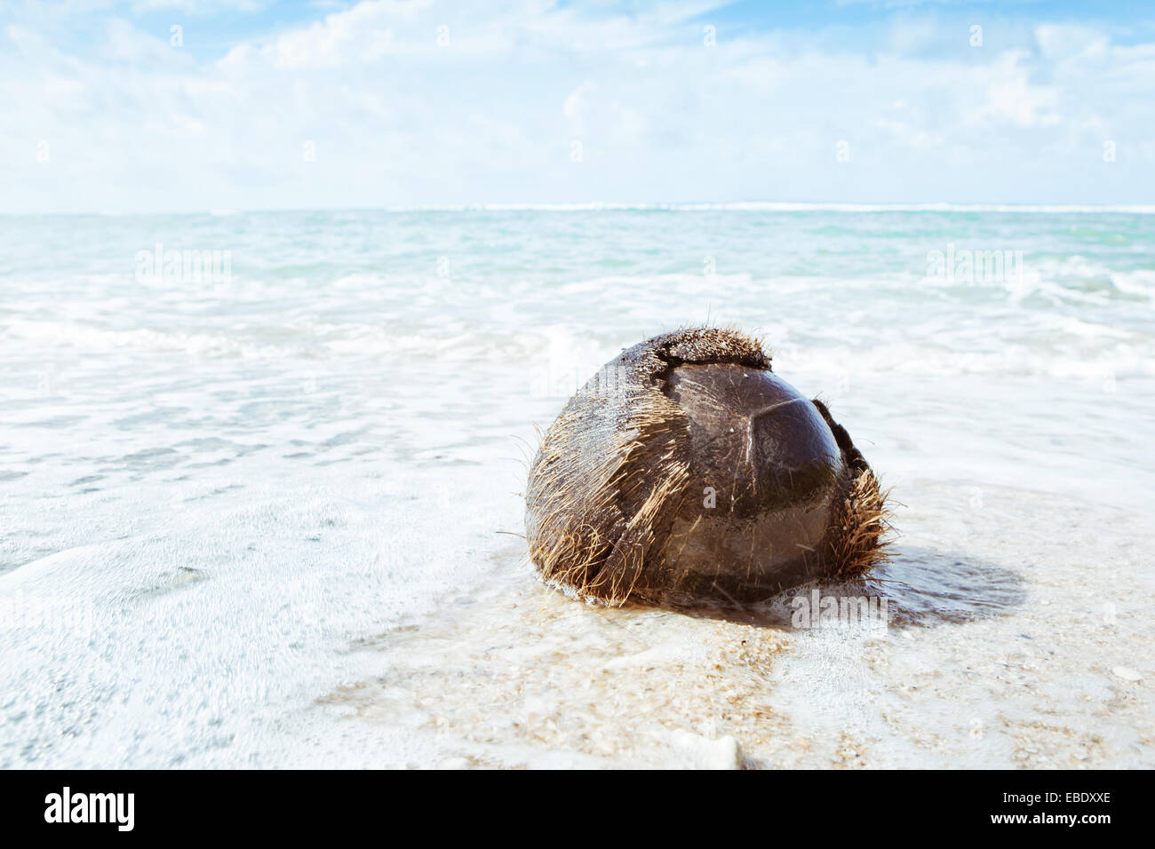 Big coconut hi-res stock photography and images - Alamy