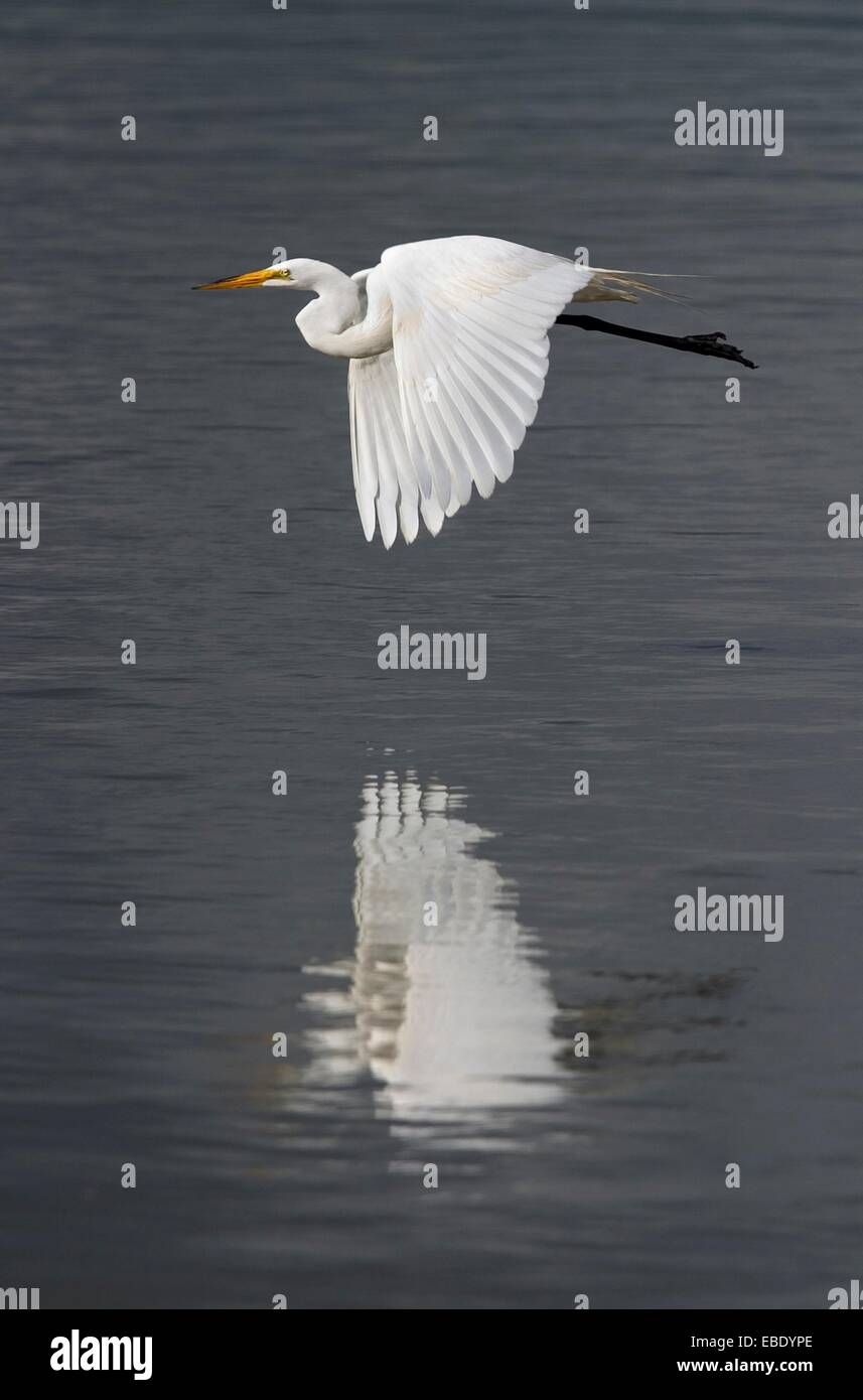 Great Egret Flight Stock Photo - Alamy Great Egret Flight Stock Photo - Alamy