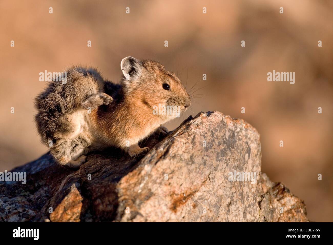 American pika rocky mountains colorado hi-res stock photography and ...