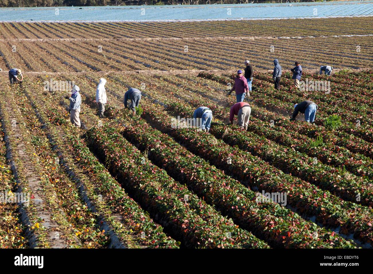 Workers farm california hi-res stock photography and images - Alamy